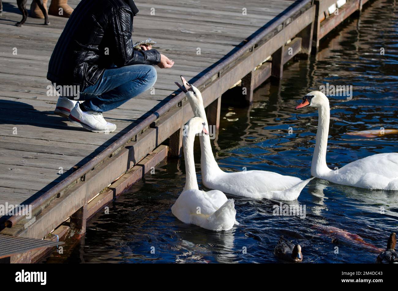 Man feeding mute swans Cygnus olor. Lake Yamanako. Yamanakako ...