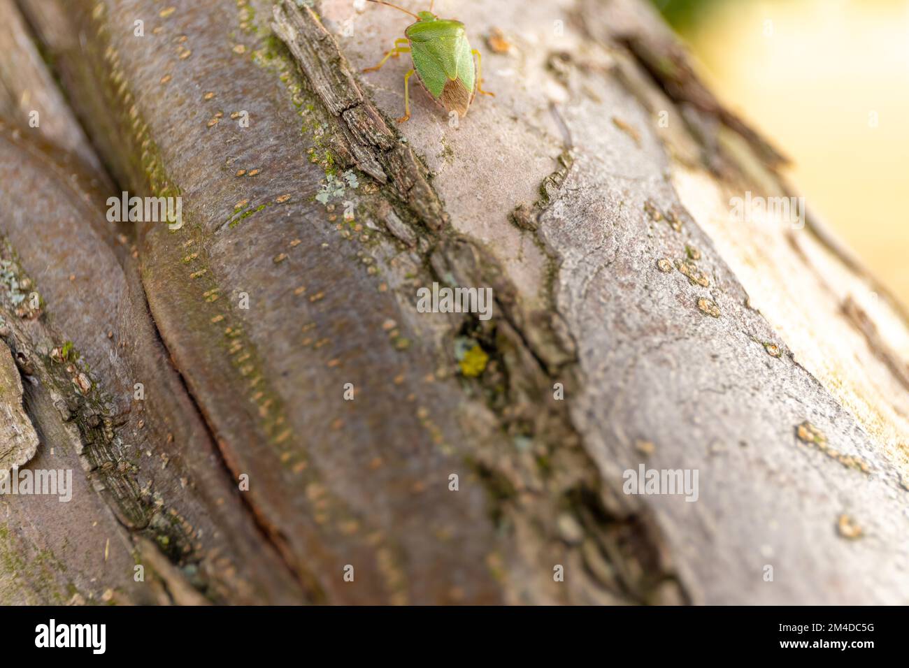 Close-up of a green beetle on a tree bark. High quality photo Stock ...