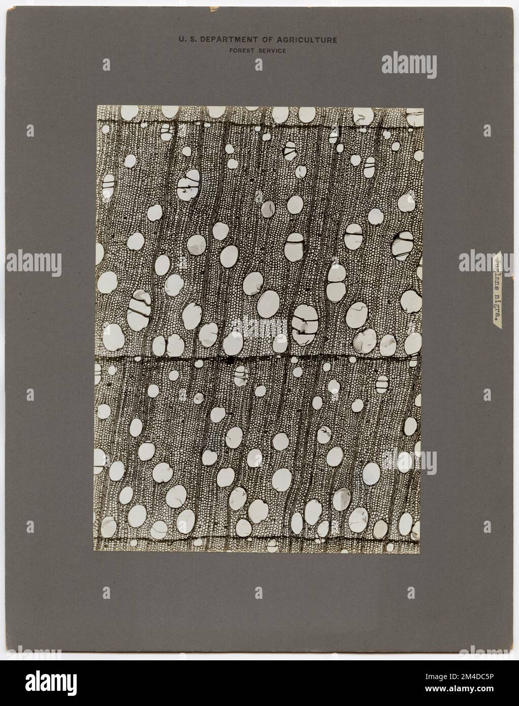 Wood Anatomy - All States. Photographs Relating to National Forests ...