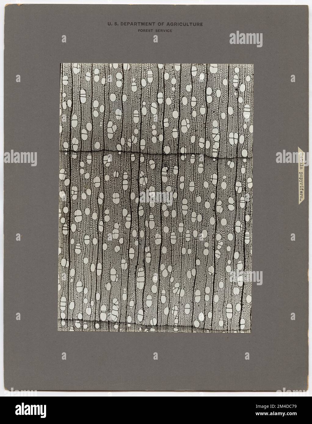 Wood Anatomy - All States. Photographs Relating to National Forests ...
