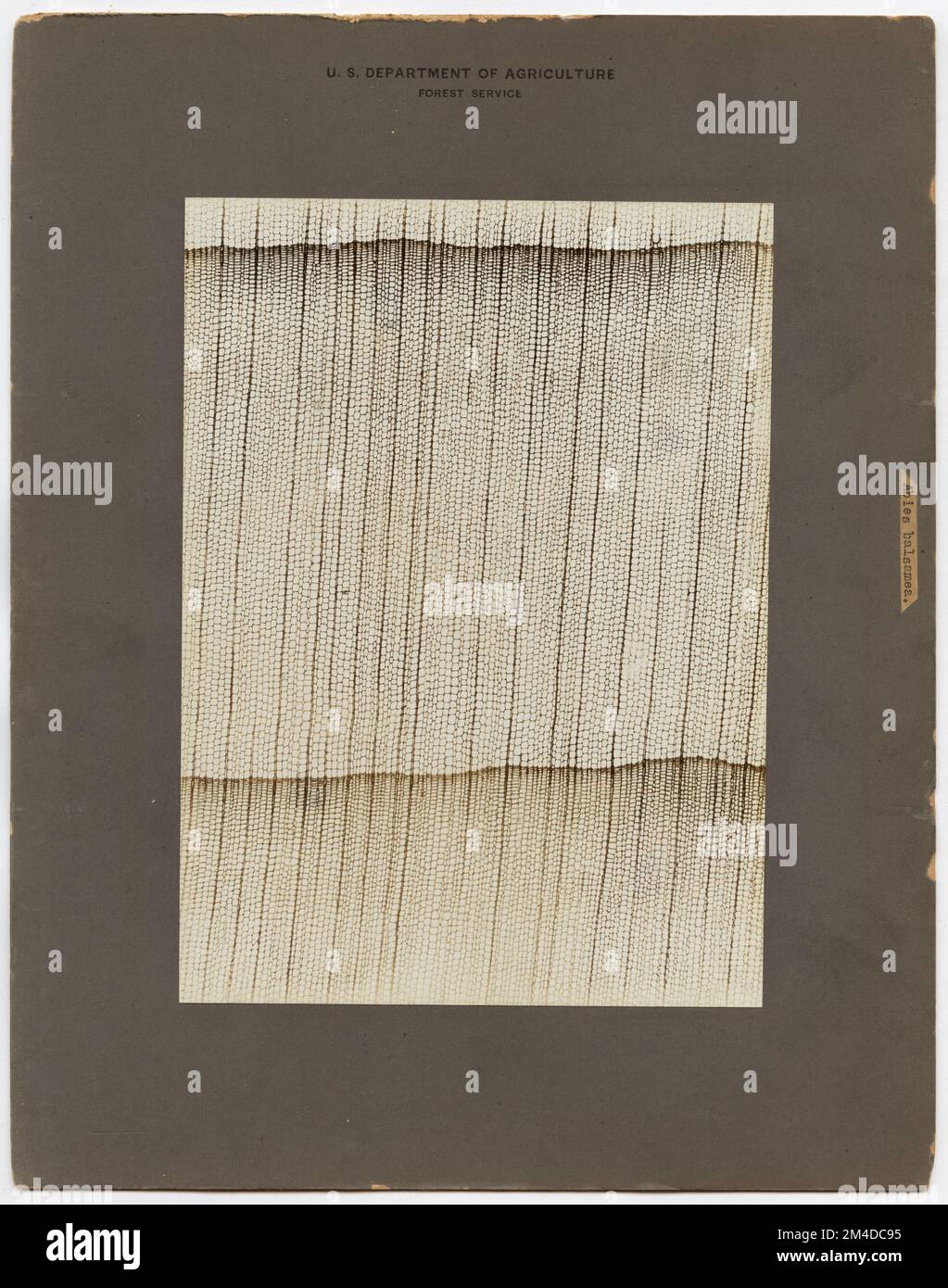 Wood Anatomy - All States. Photographs Relating to National Forests ...