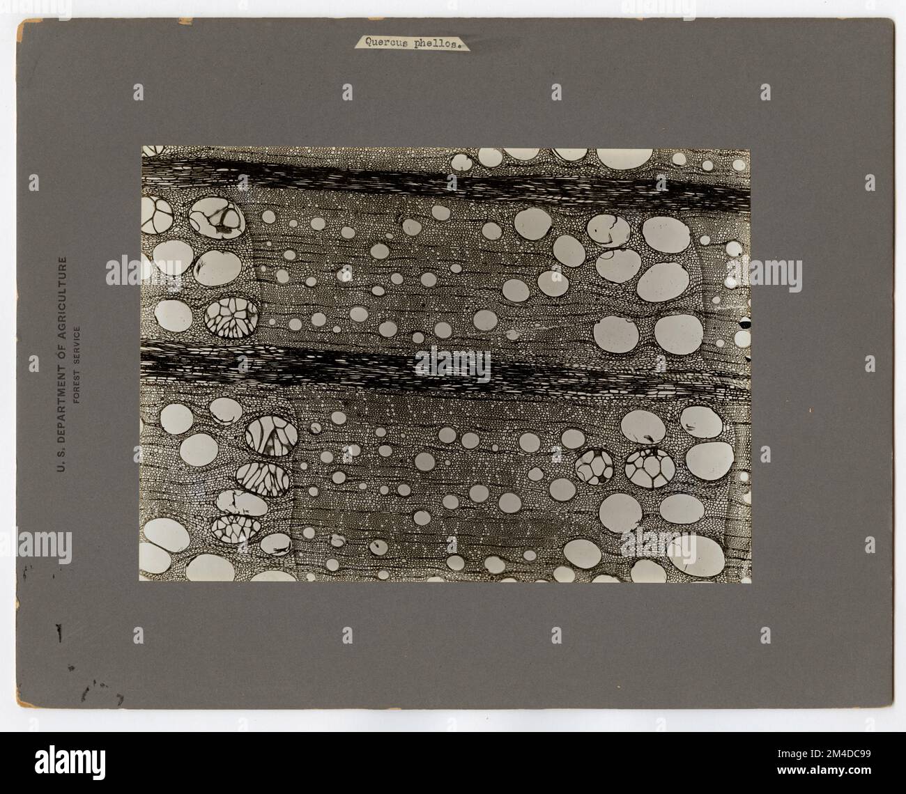Wood Anatomy - All States. Photographs Relating to National Forests ...
