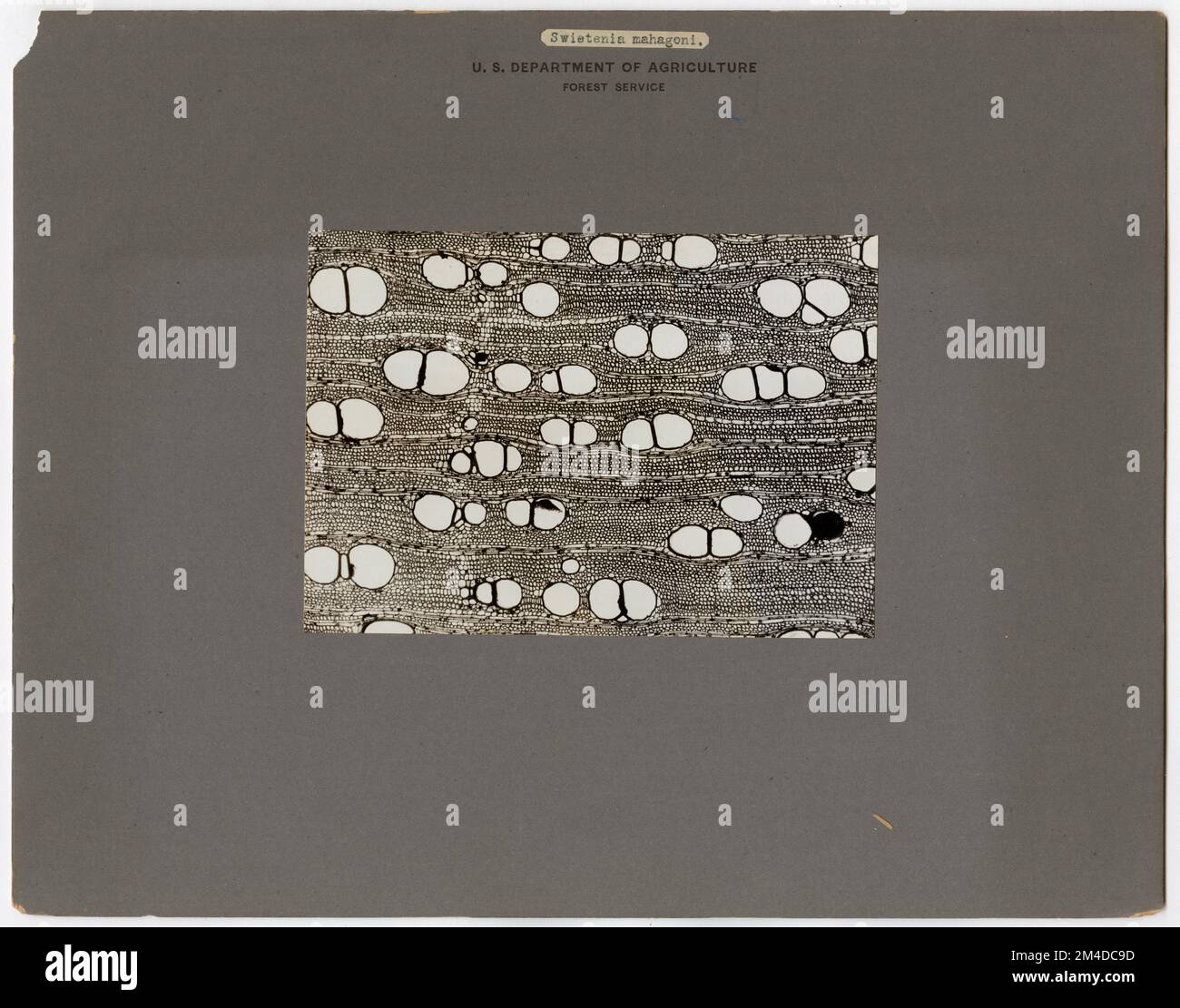 Wood Anatomy - All States. Photographs Relating to National Forests ...