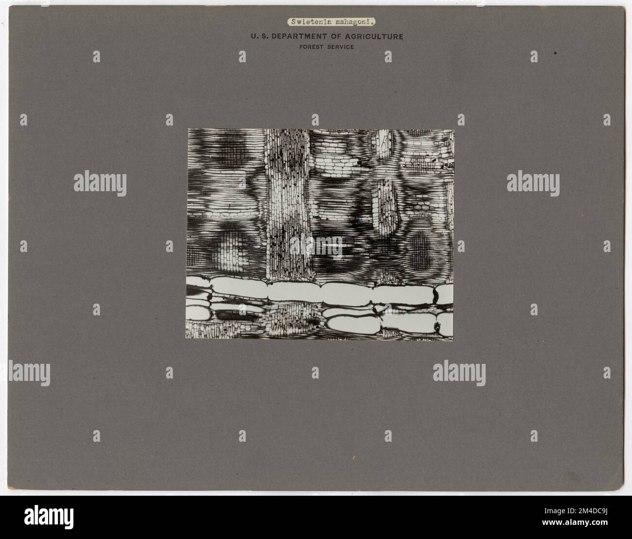 Wood Anatomy - All States. Photographs Relating to National Forests ...