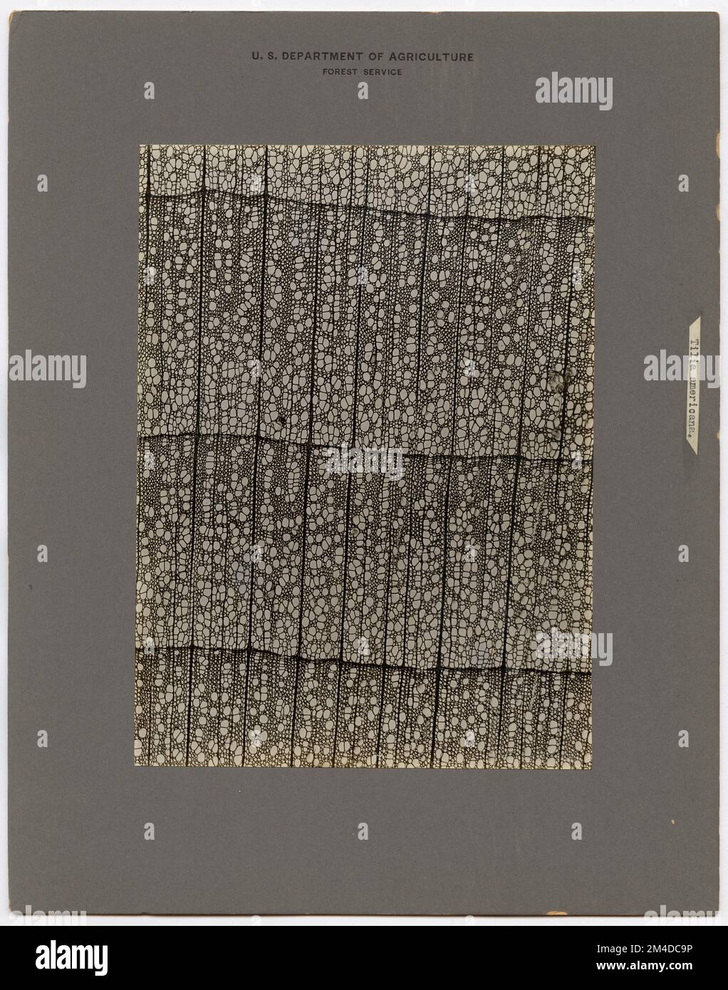 Wood Anatomy - All States. Photographs Relating to National Forests ...