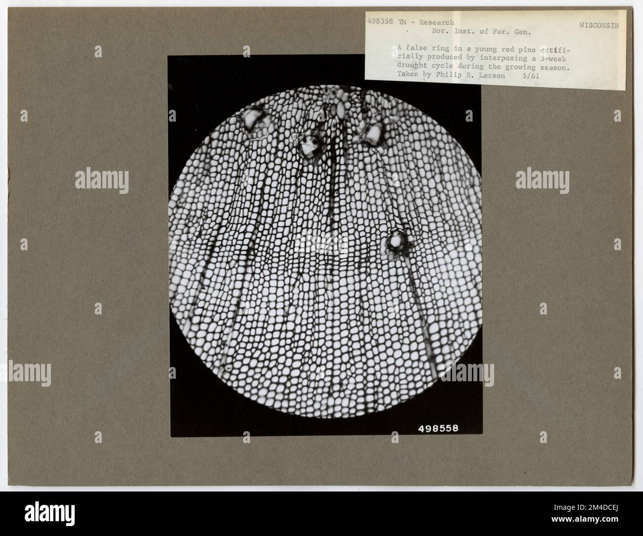 Wood Anatomy - All States. Photographs Relating to National Forests ...