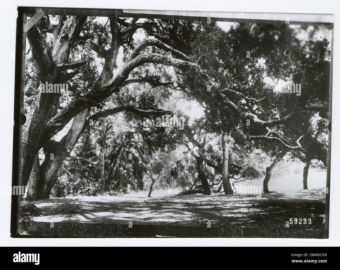 Timber Management - Types, Pacific Pines. Photographs Relating to ...