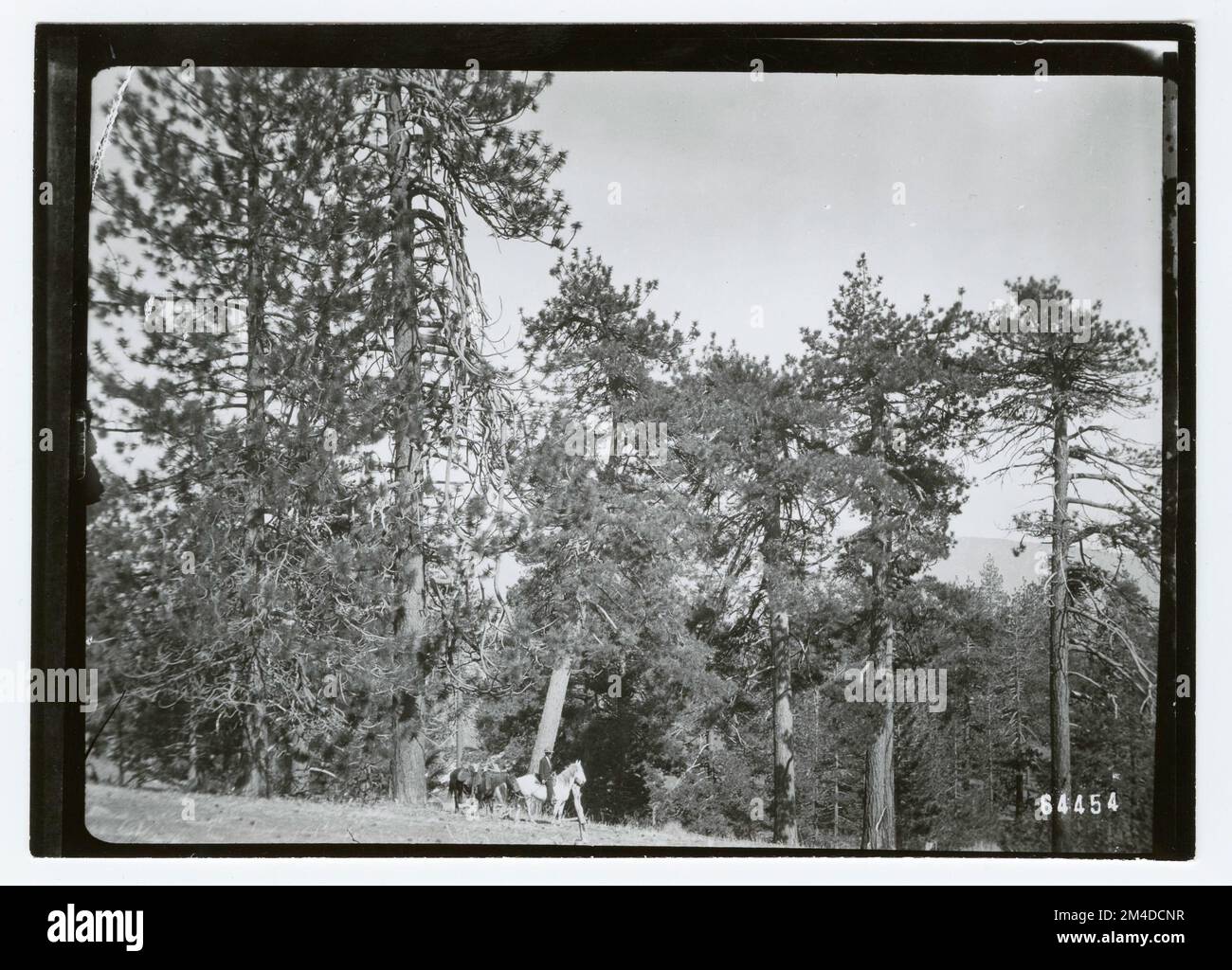 Timber Management - Types, Pacific Pines. Photographs Relating to ...
