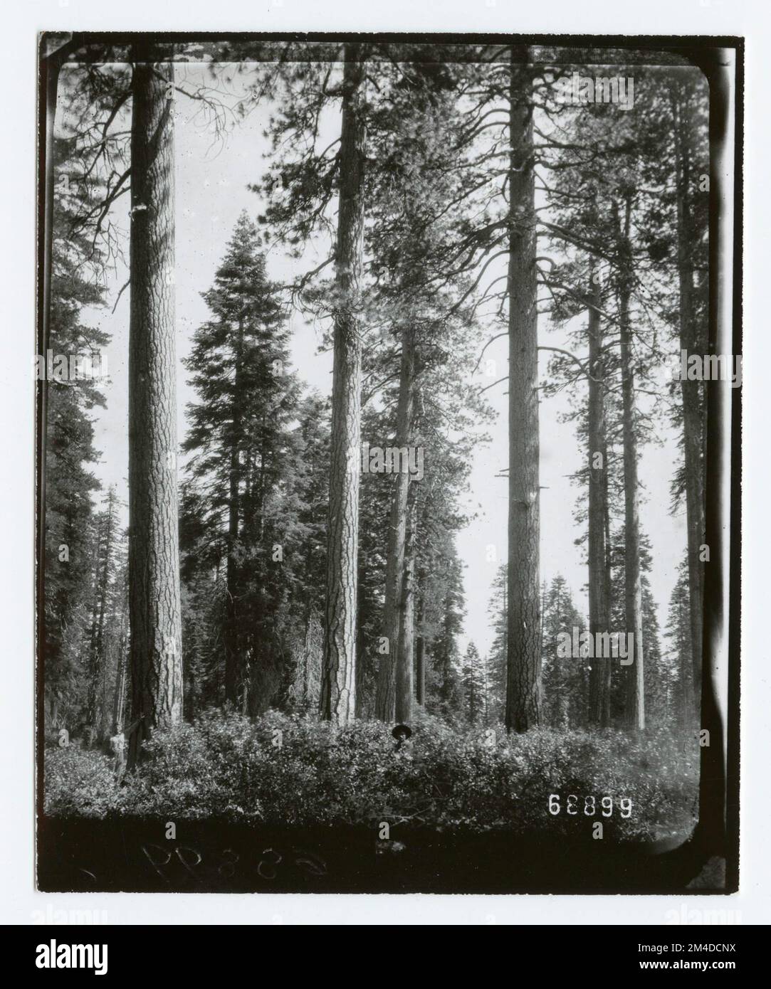 Timber Management - Types, Pacific Pines. Photographs Relating to ...