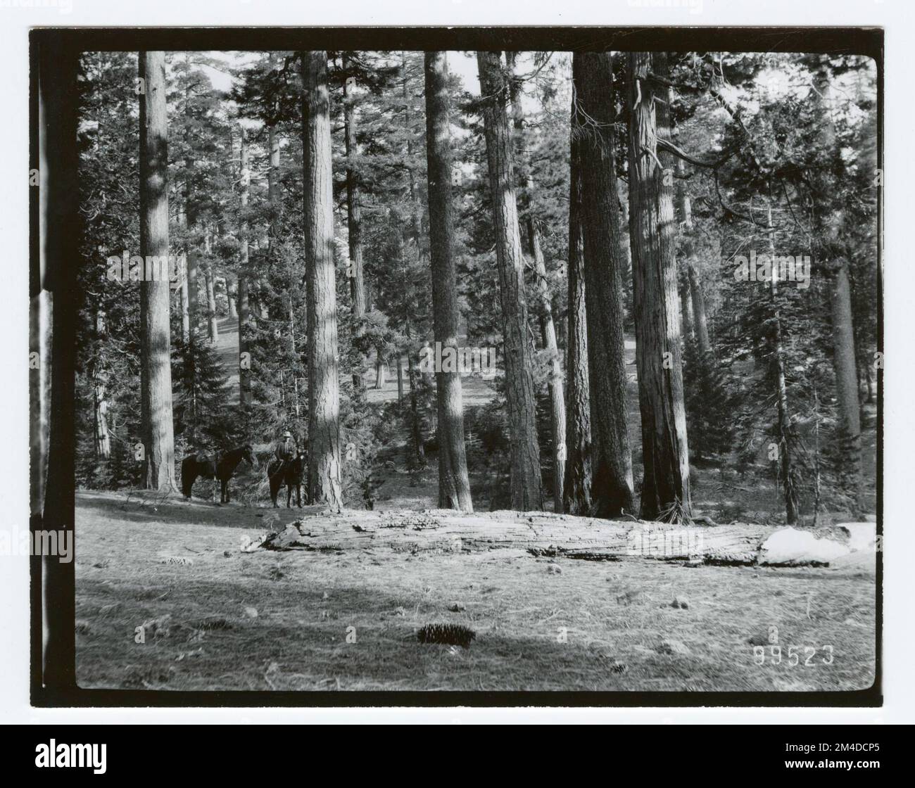 Timber Management - Types, Pacific Pines. Photographs Relating to ...