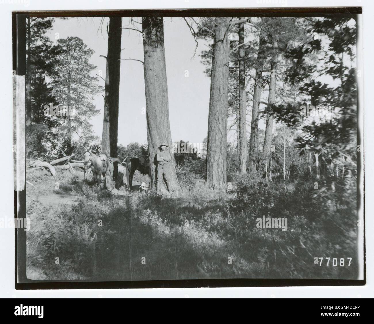 Timber Management - Types, Pacific Pines. Photographs Relating to ...