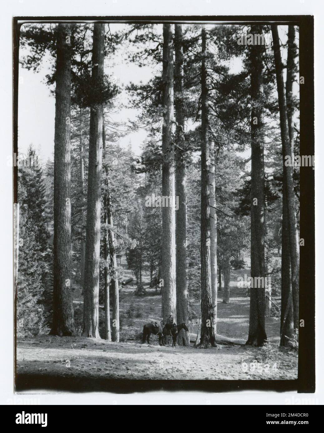 Timber Management - Types, Pacific Pines. Photographs Relating to ...