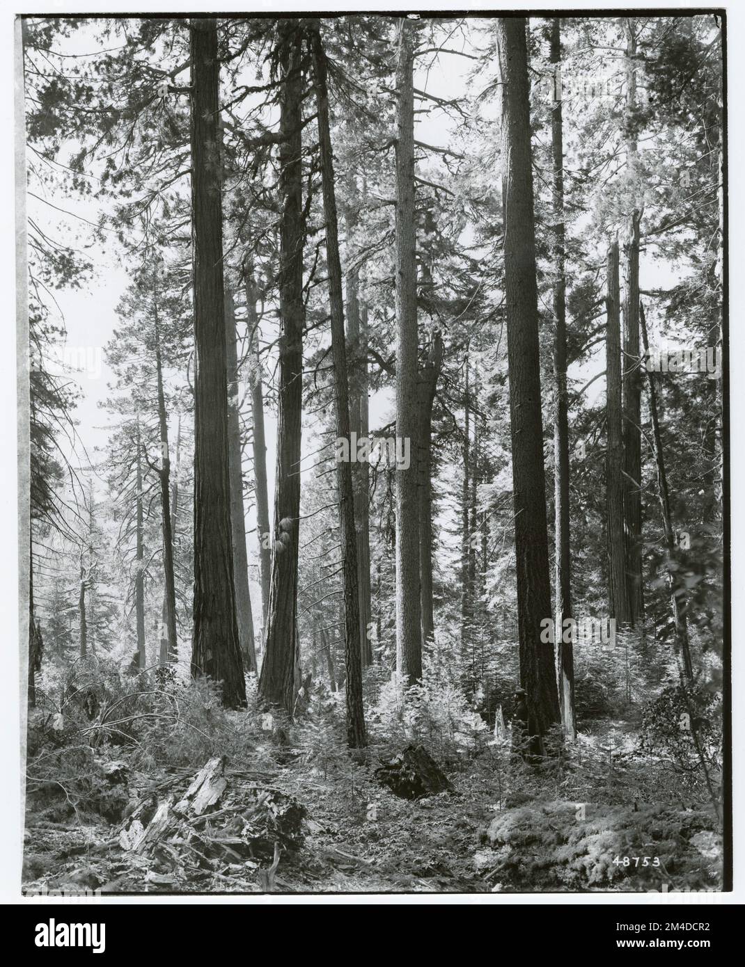 Timber Management - Types, Pacific Pines. Photographs Relating to ...