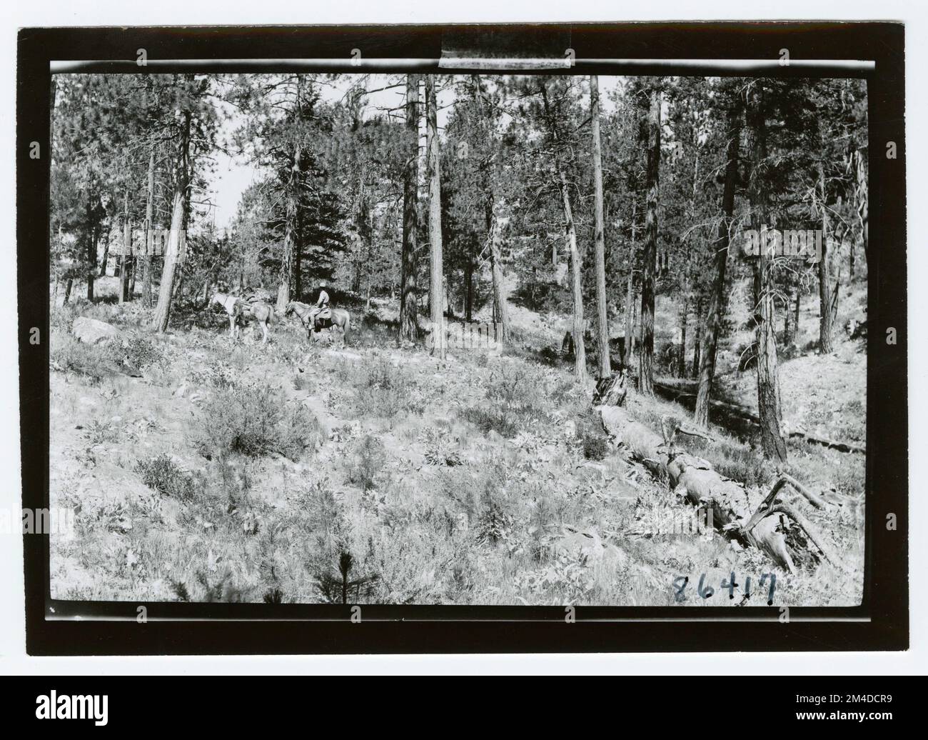 Timber Management - Types, Pacific Pines. Photographs Relating to ...