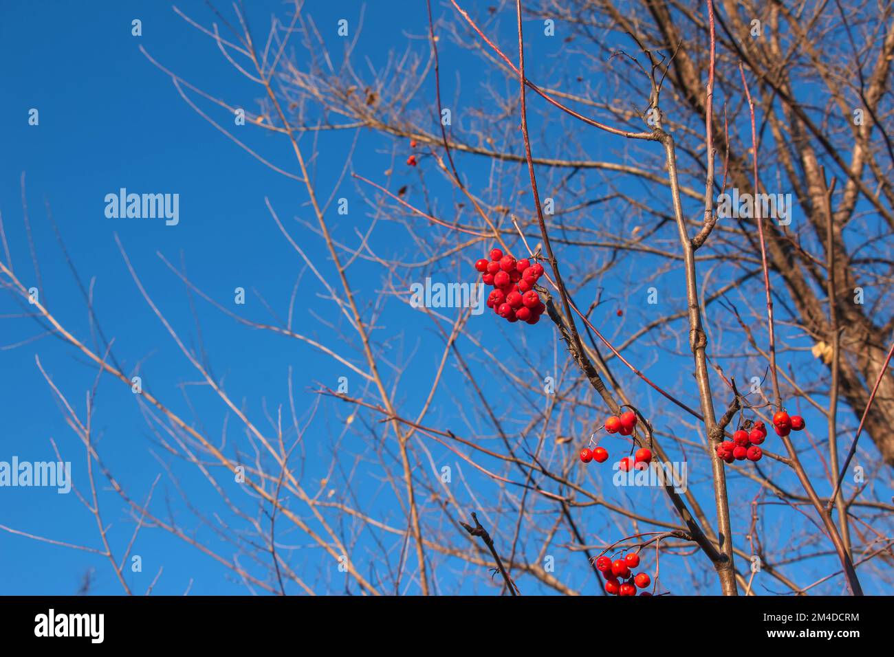 Red clusters of mountain ash on a branch in late autumn. Red rowan ...