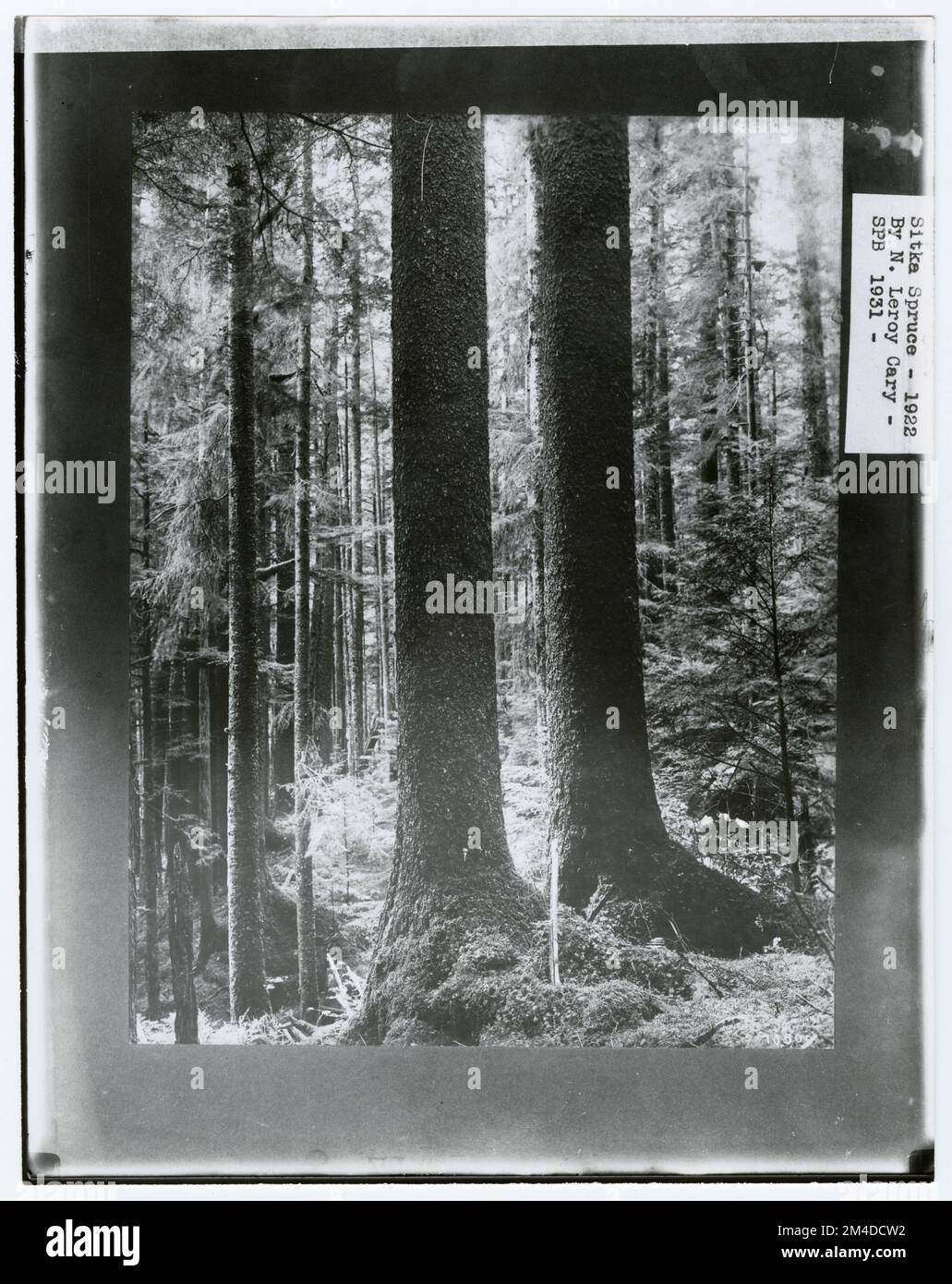 Timber Management - Types, Pacific Firs. Photographs Relating to ...