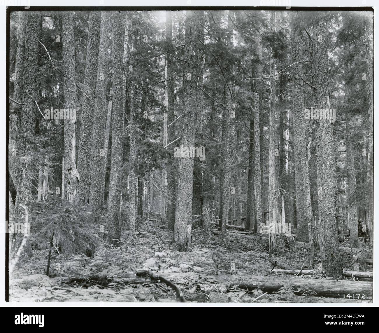 Timber Management - Types, Pacific Firs. Photographs Relating to ...