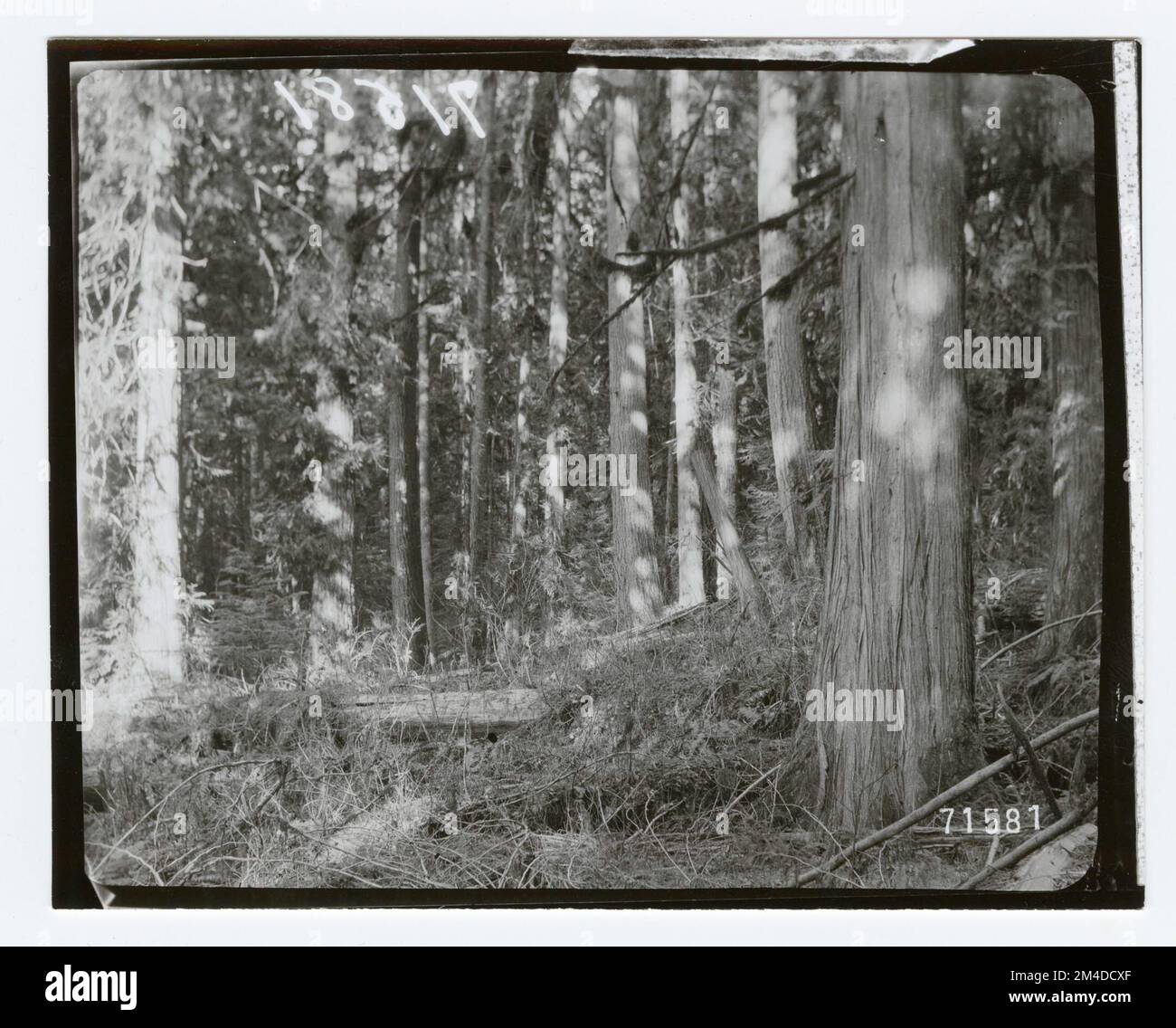 Timber Management - Types, Pacific Interior Types. Photographs Relating ...