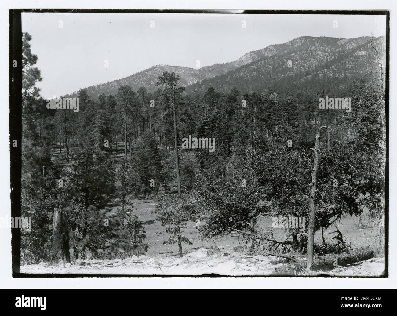 Timber Management - Types, Pacific Interior Types. Photographs Relating ...