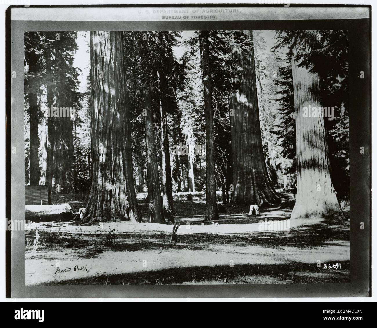 Timber Management - Types, Redwoods. Photographs Relating to National ...