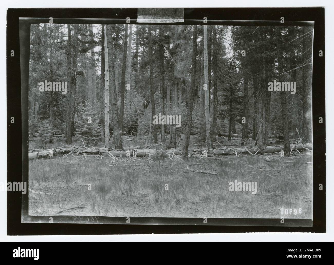 Timber Management - Types, Pacific Interior Types. Photographs Relating ...