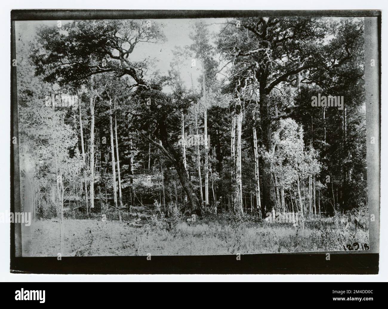 Timber Management - Types, Western Trees. Photographs Relating to ...
