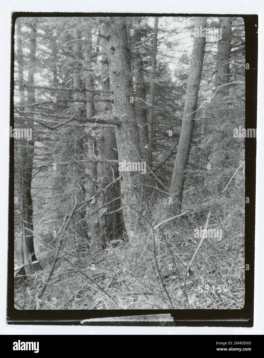 Timber Management - Types, Western Trees. Photographs Relating to ...