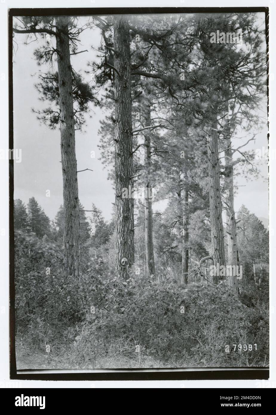Timber Management - Types, Pacific Interior Types. Photographs Relating ...