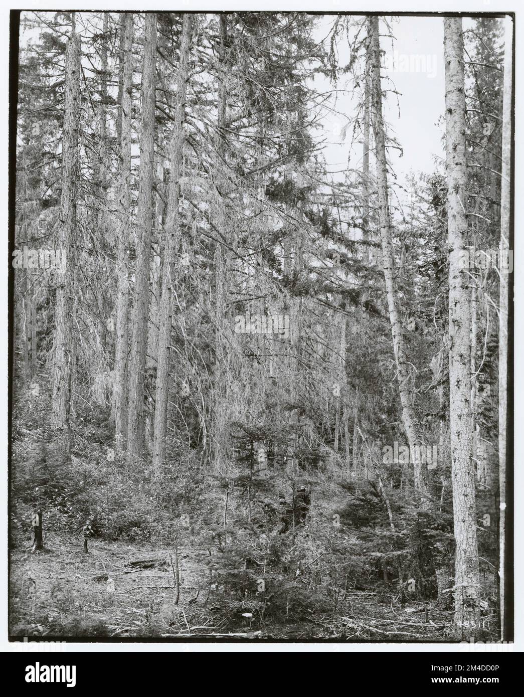 Timber Management - Types, Western Trees. Photographs Relating to ...