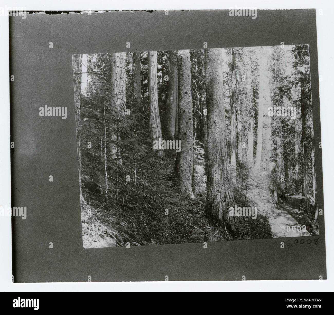 Timber Management - Types, Western Trees. Photographs Relating to ...