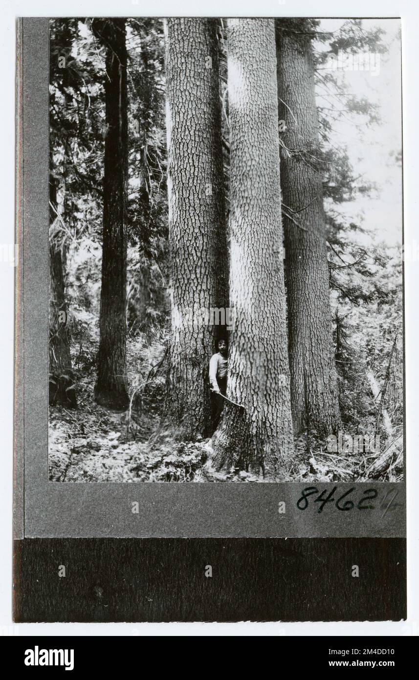 Timber Management - Types, Western Trees. Photographs Relating to ...