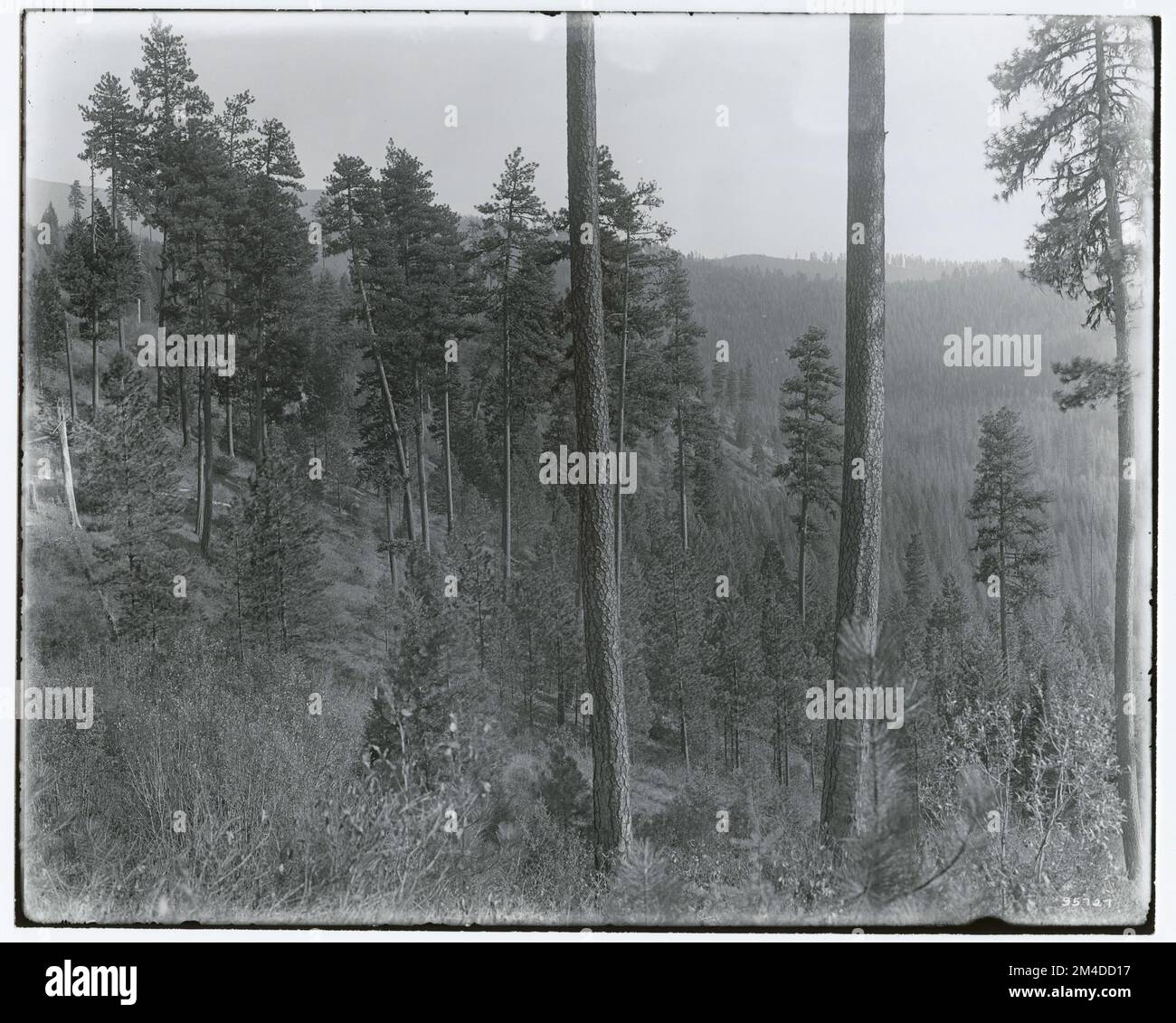 Timber Management - Types, Pacific Interior Types. Photographs Relating ...