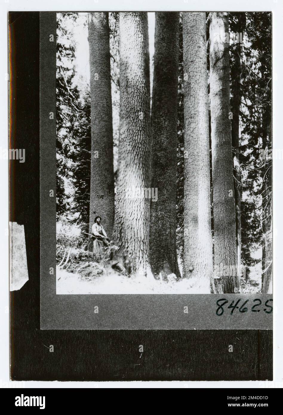 Timber Management - Types, Western Trees. Photographs Relating to ...