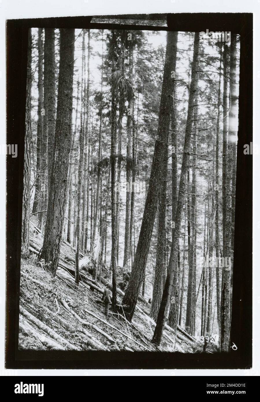 Timber Management - Types, Western Trees. Photographs Relating to ...