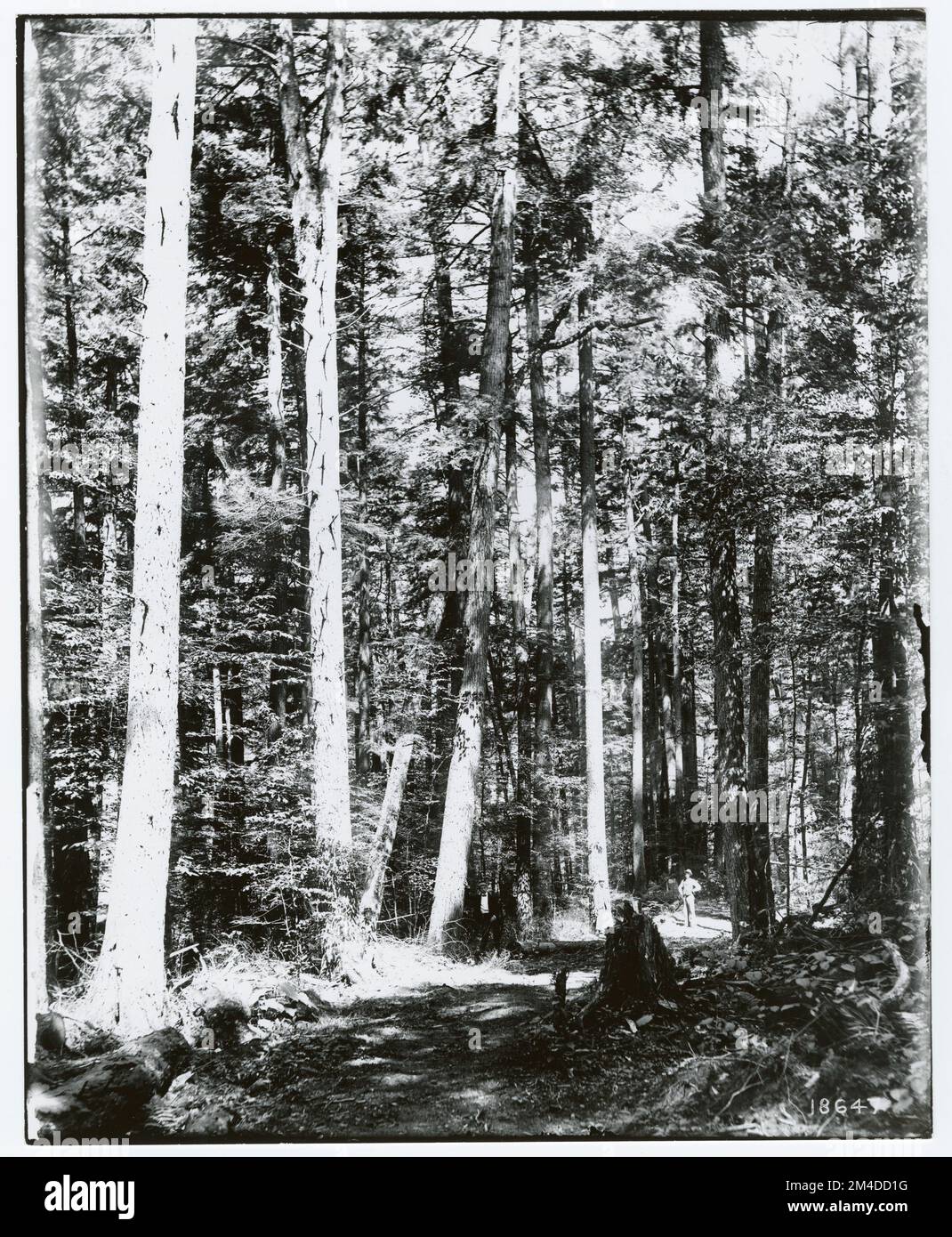 Timber Management - Types, Western Trees. Photographs Relating to ...