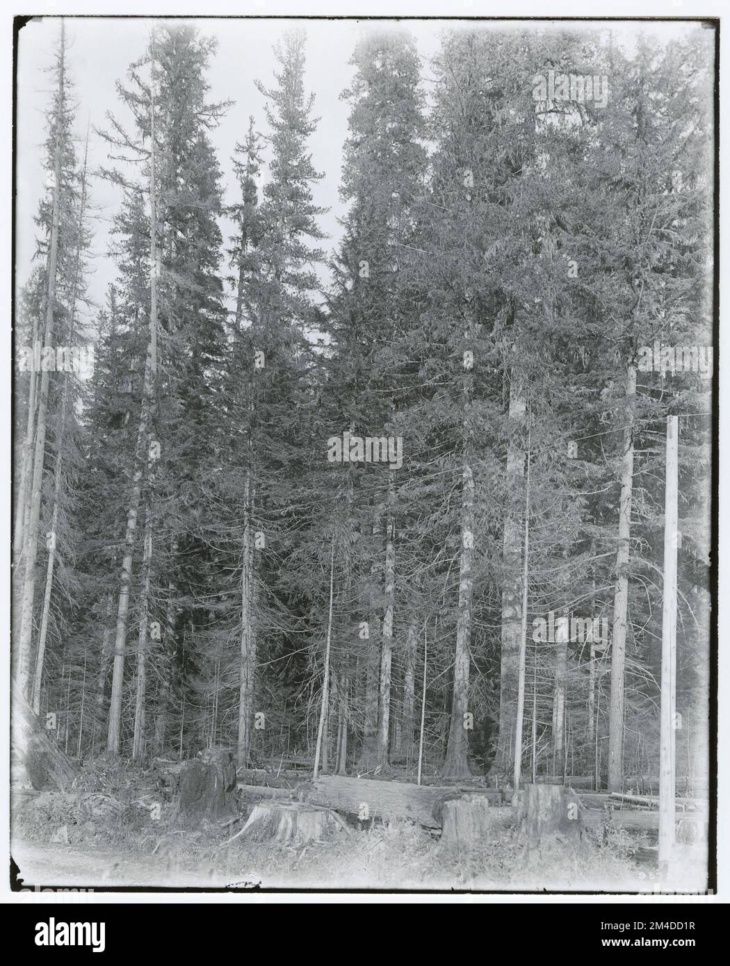 Timber Management - Types, Western Trees. Photographs Relating to ...