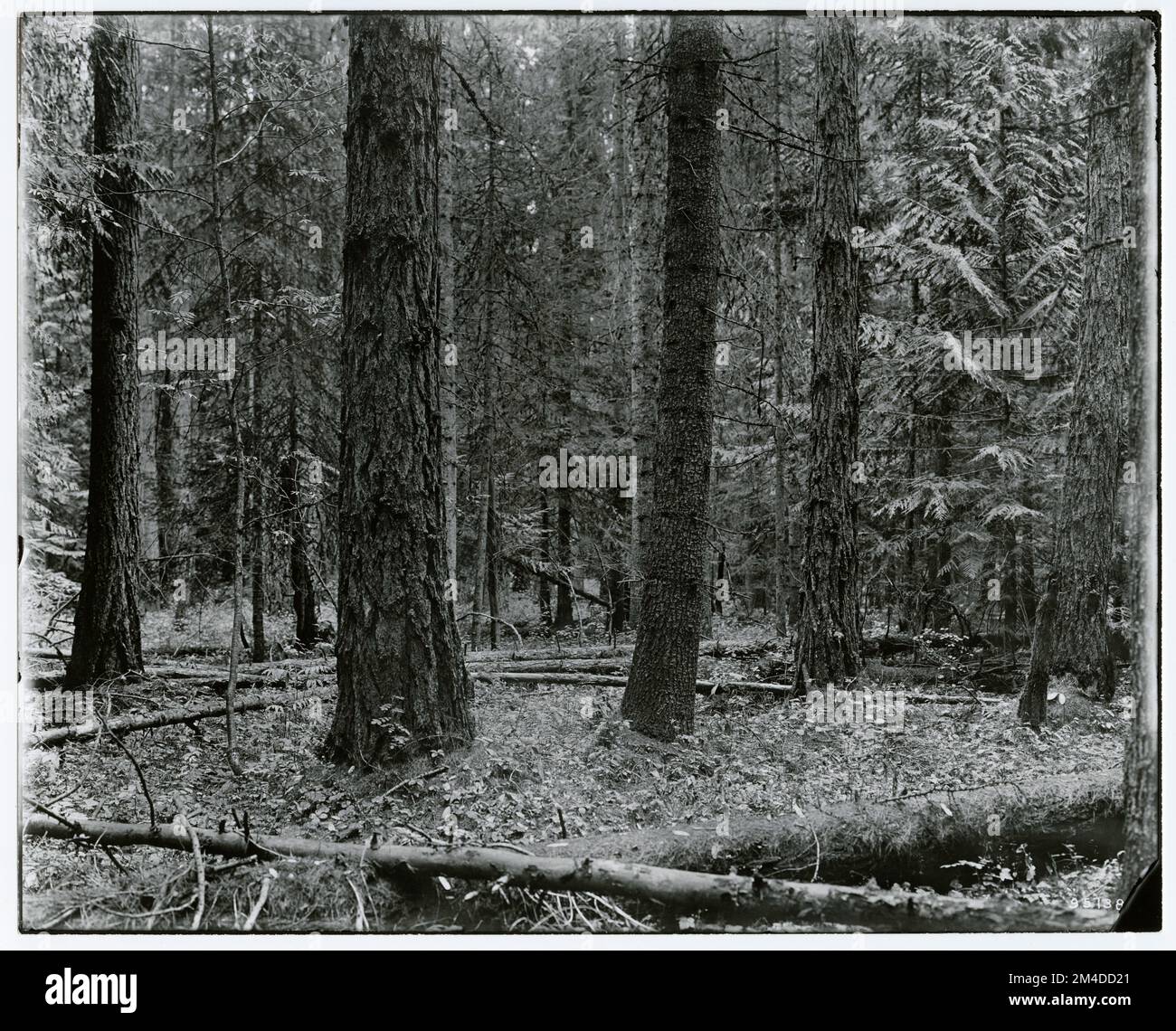 Timber Management - Types, Western Trees. Photographs Relating to ...