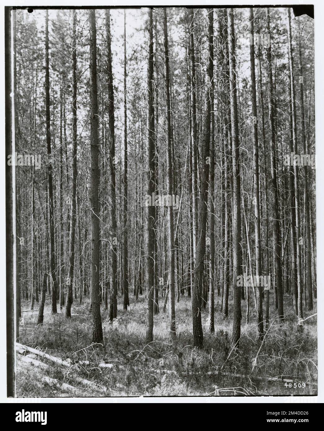 Timber Management - Types, Western Trees. Photographs Relating to ...