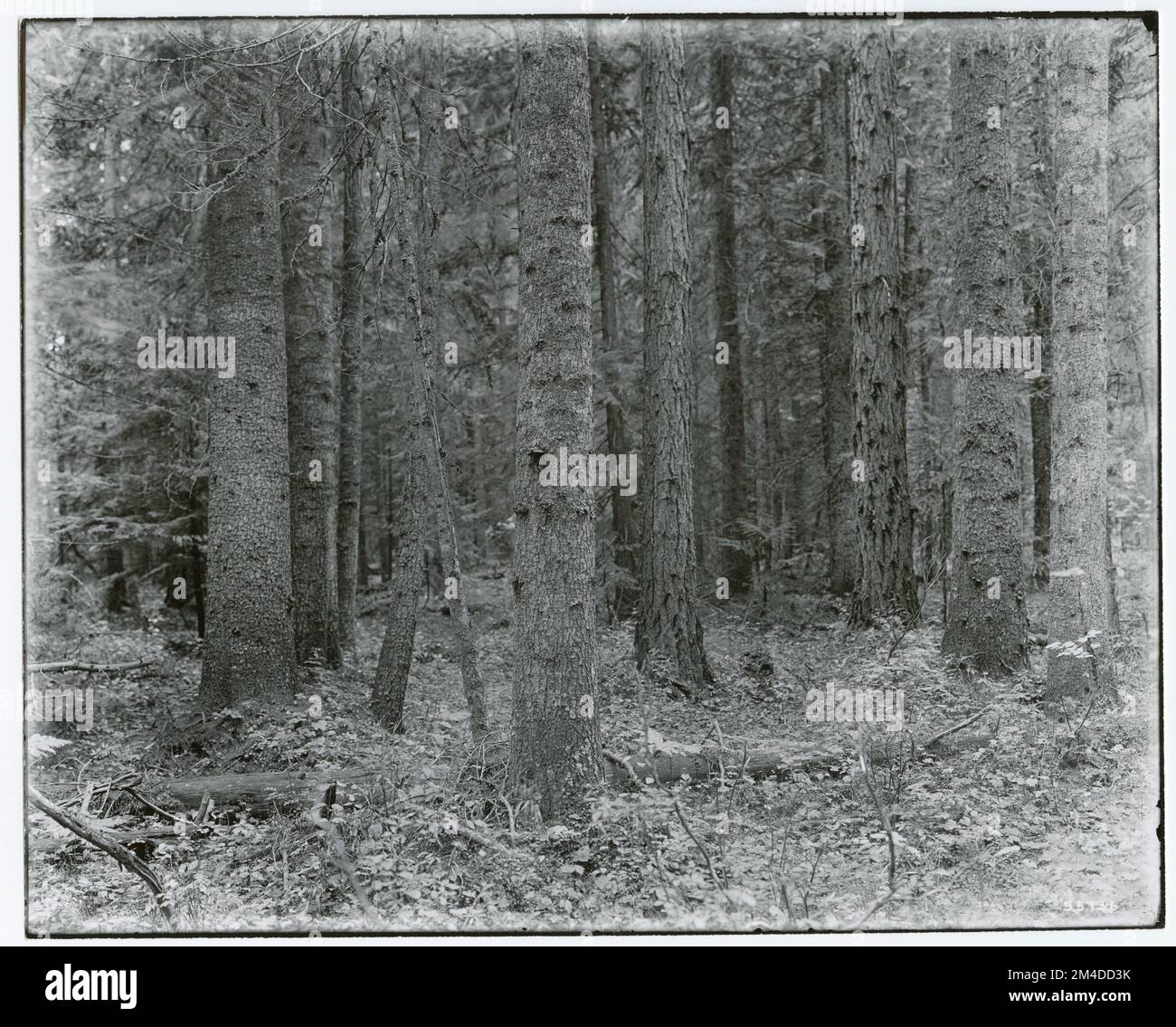 Timber Management - Types, Western Trees. Photographs Relating to ...