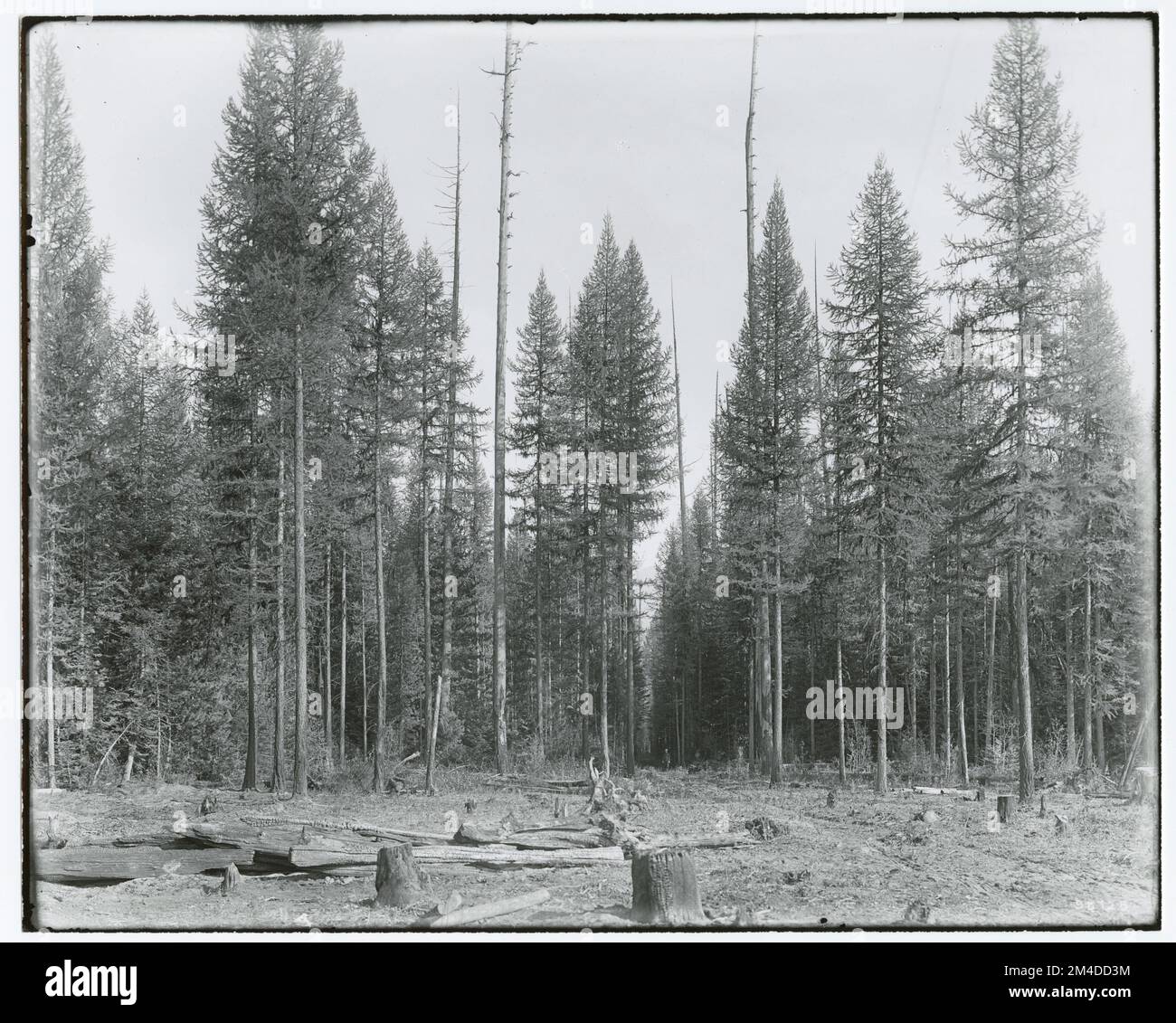 Timber Management - Types, Western Trees. Photographs Relating to ...