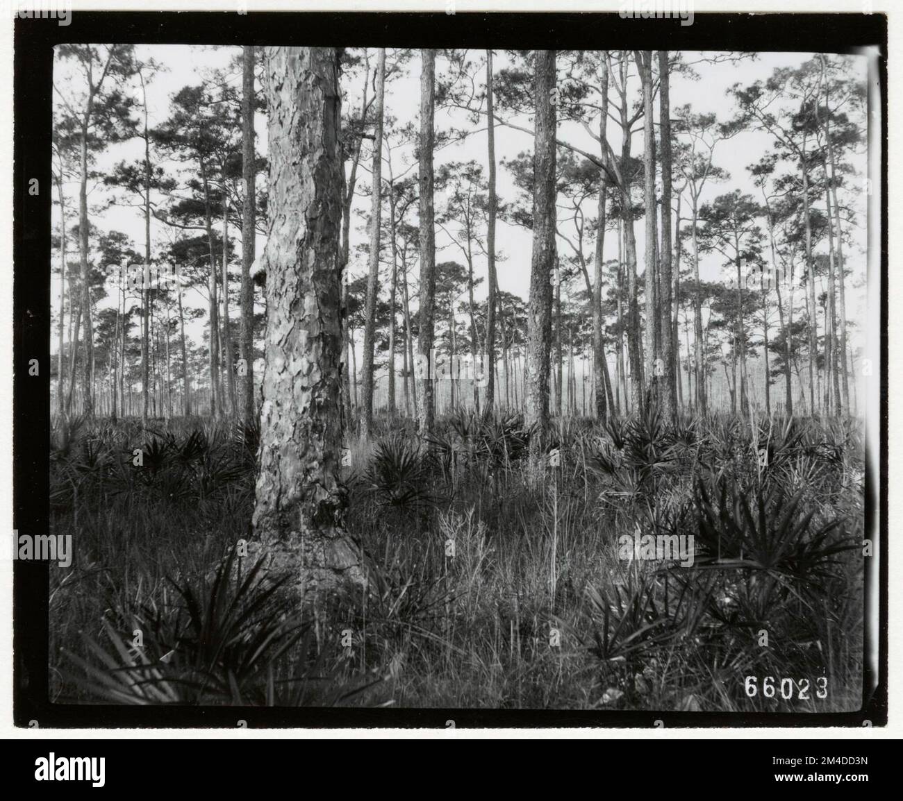 Timber Management - Types, Pines. Photographs Relating to National ...