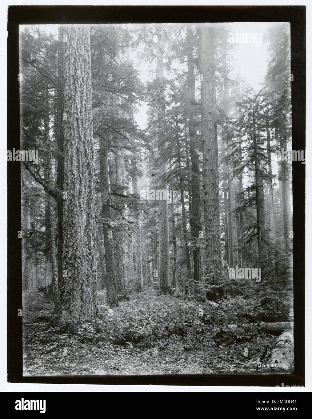 Timber Management - Types, Pacific Firs. Photographs Relating to ...