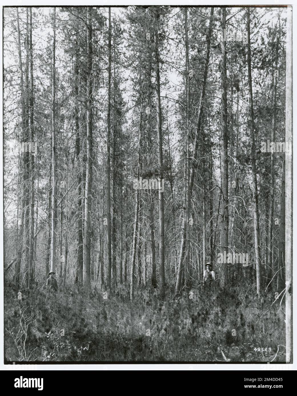 Timber Management - Types, Western Trees. Photographs Relating to ...