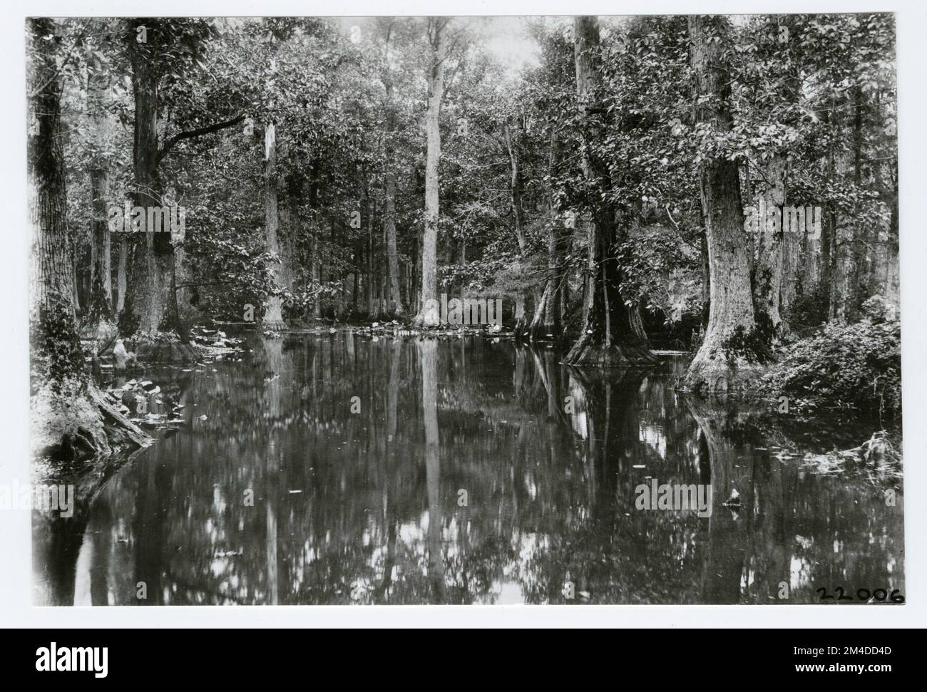Timber Management - Types, Cypresses. Photographs Relating to National ...