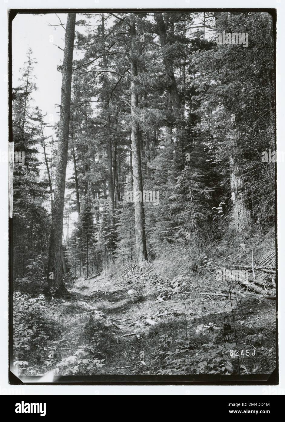 Timber Management - Types, Pacific Firs. Photographs Relating to ...