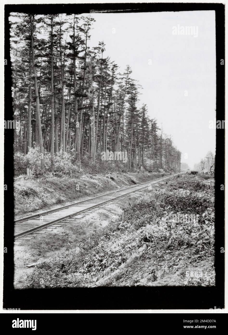 Timber Management - Types, Eastern Trees. Photographs Relating to ...