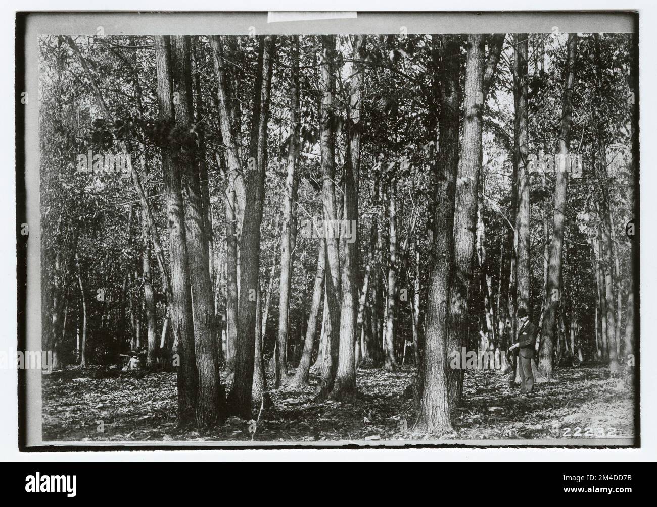 Timber Management - Types, Swamp/ Bog Trees. Photographs Relating to ...