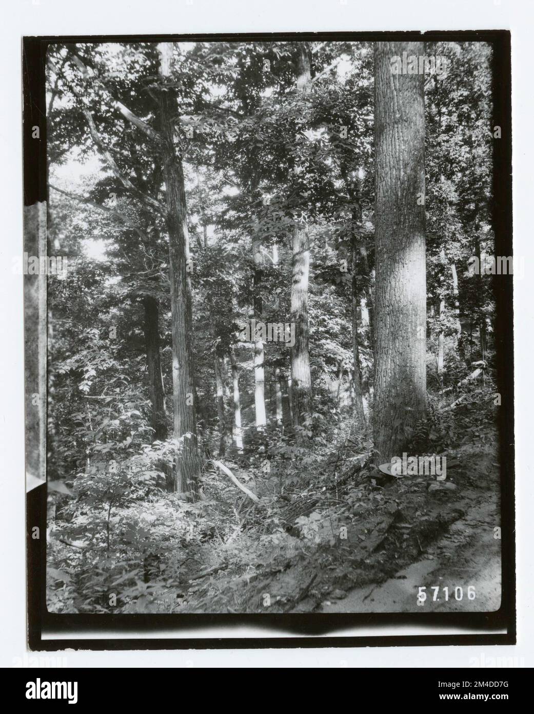 Timber Management - Types, Swamp/ Bog Trees. Photographs Relating to ...