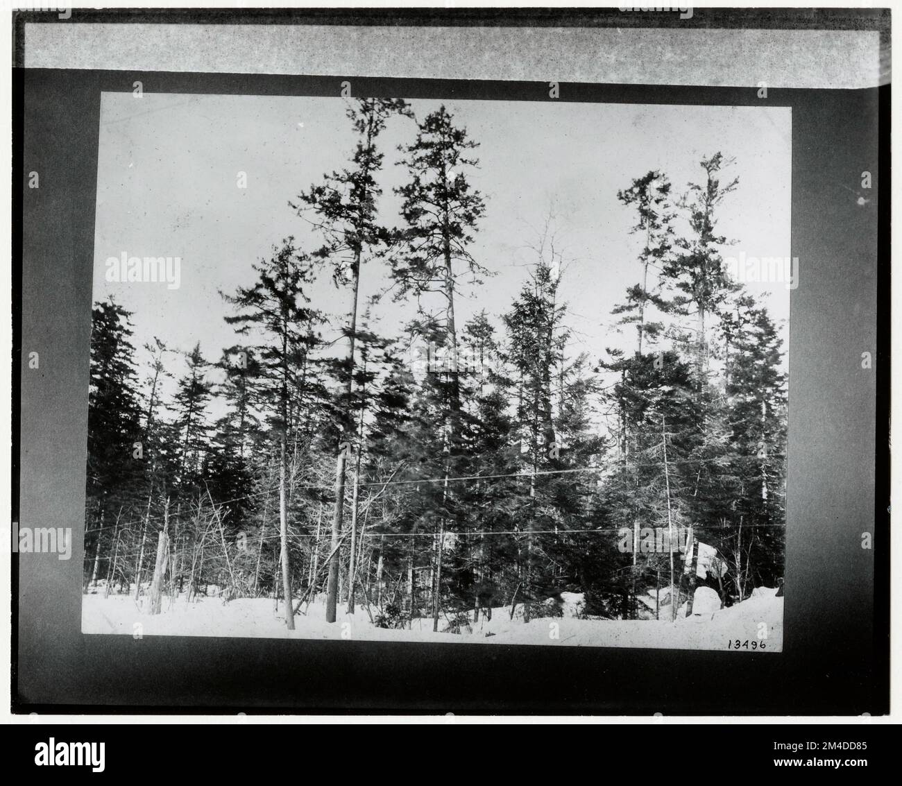 Timber Management - Types, Eastern Trees. Photographs Relating to ...