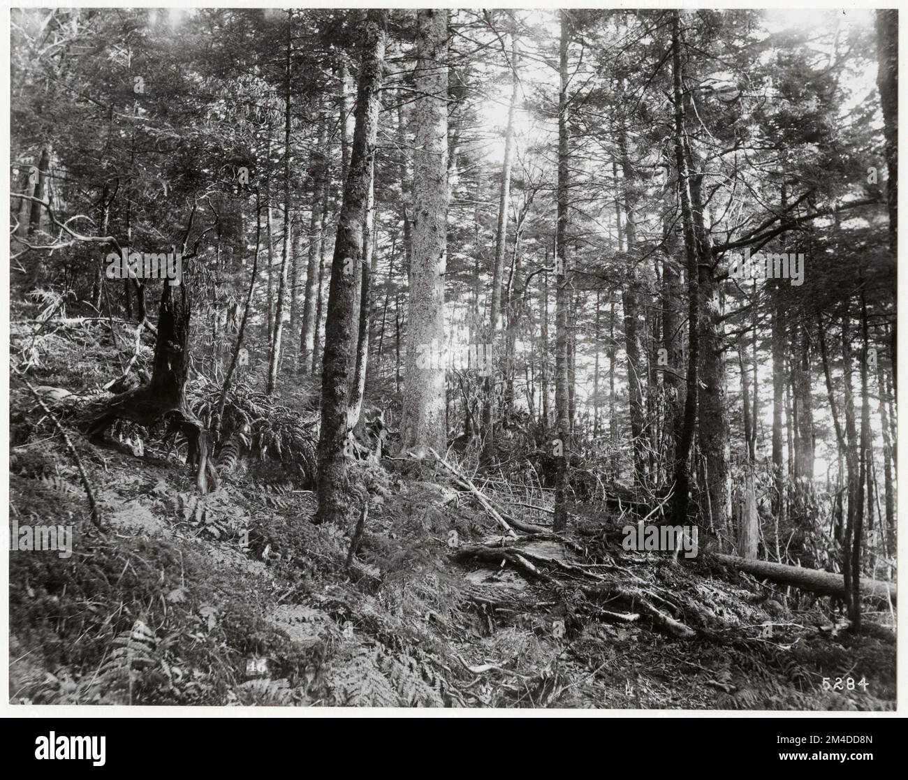 Timber Management - Types, Northern Trees. Photographs Relating to ...